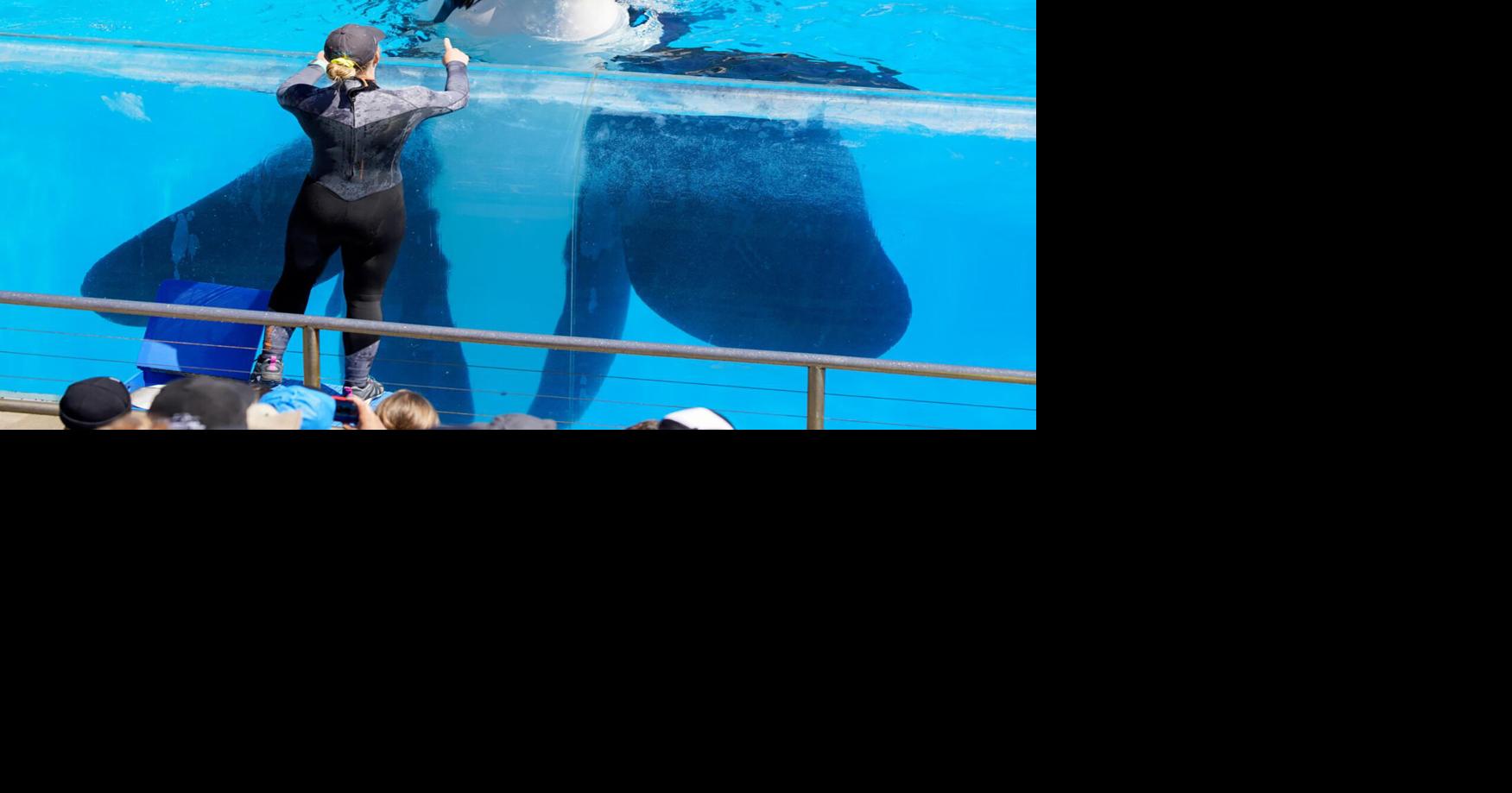 Timeline: How SeaWorld grew from a 22-acre park to a nearly 200-acre ...