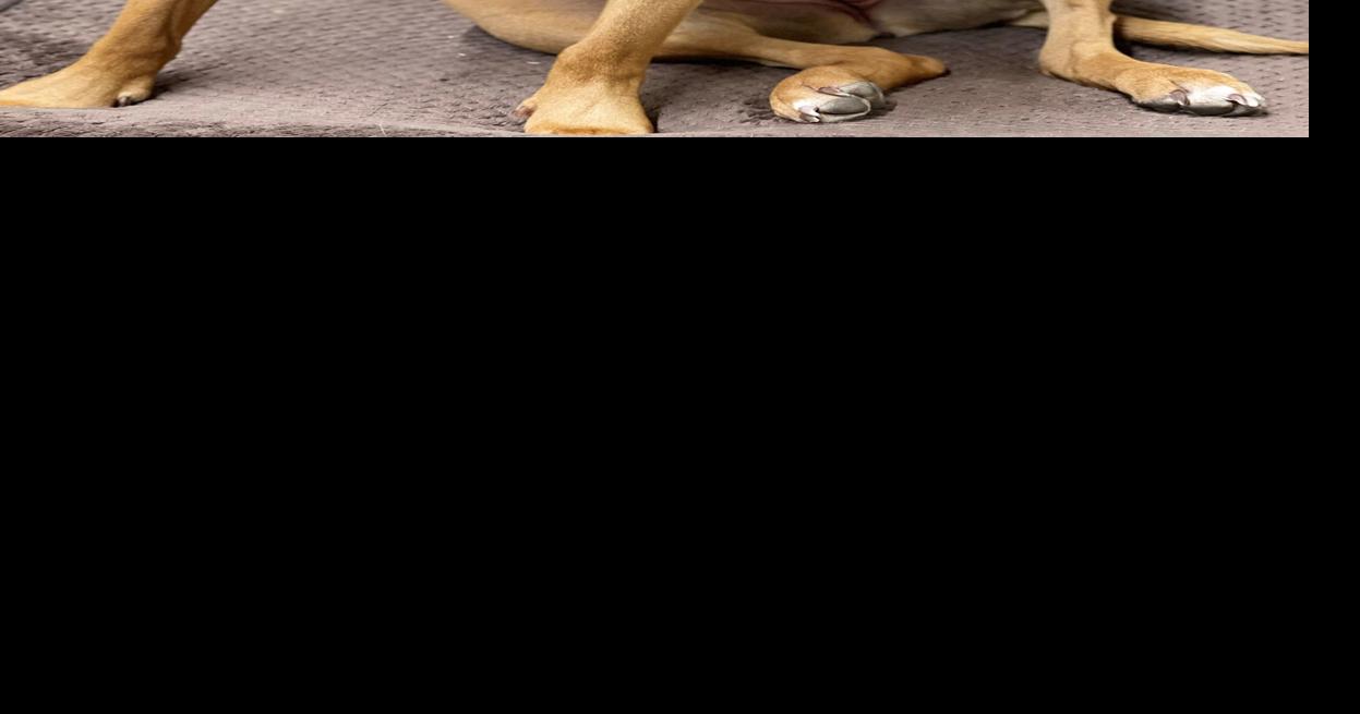 HAWS adoptable pet: Molli | Waukesha Co. News | gmtoday.com
