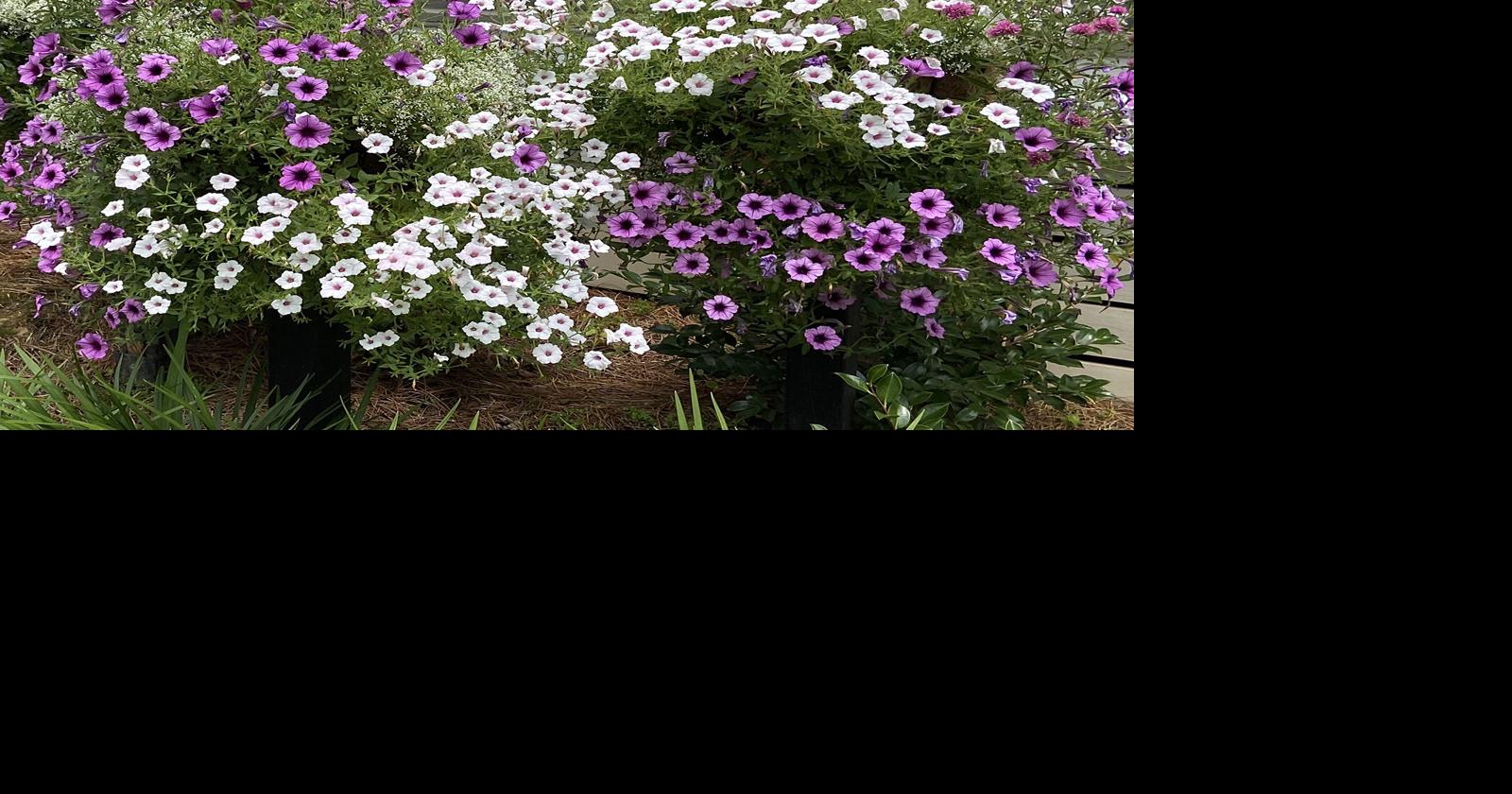 On Gardening: Truffula Pink gomphrena selected Proven Winners' Annual ...