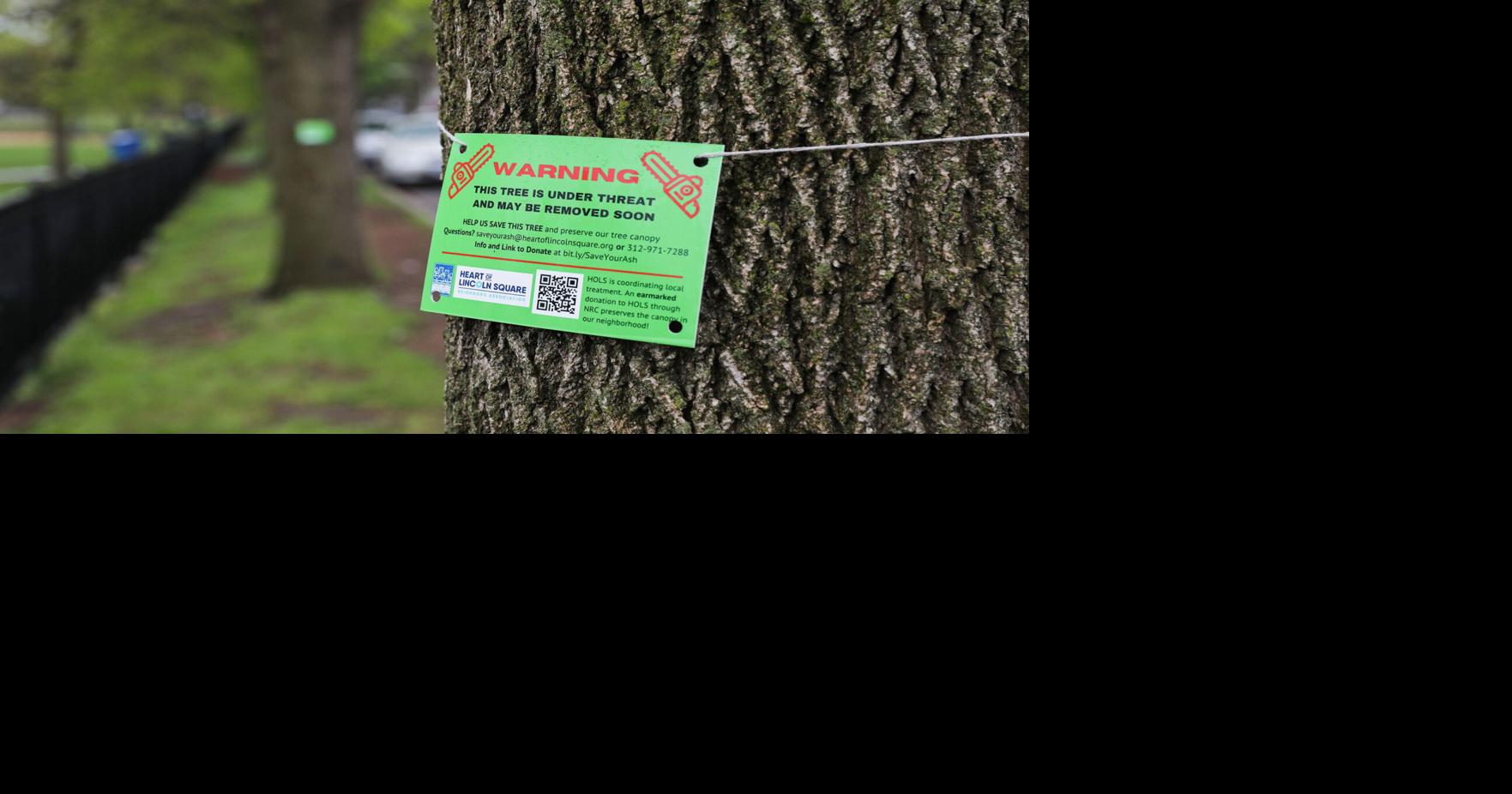 Invasive species, destructive beetles and climate change: Chicago trees ...