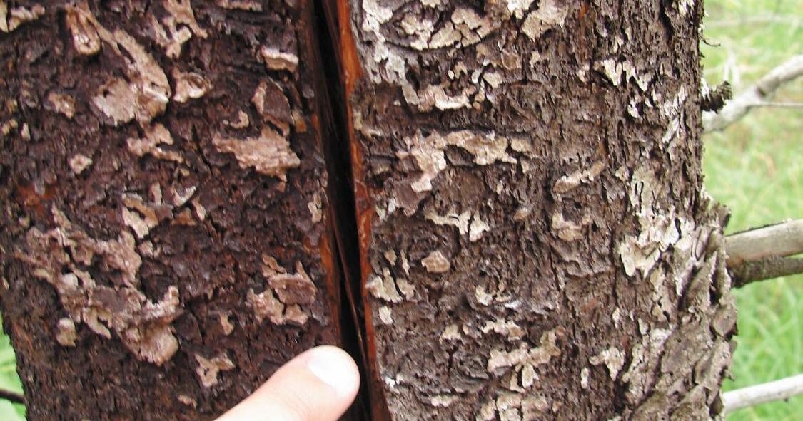 Wisconsin deep freeze may cause 'exploding trees' | Washington Co. News ...