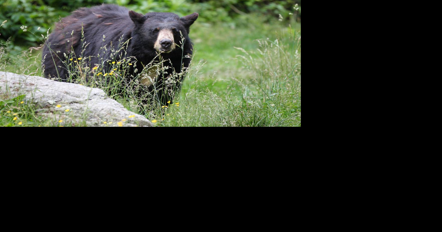 DNR investigates black bear attack on woman in Barron County ...