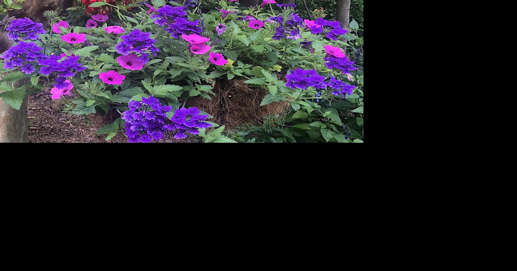 On Gardening: Superbena Imperial Blue verbena quenches your thirst for ...