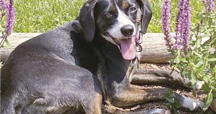 Grafton dog finalist in We Energies’ safe digging campaign | Ozaukee Co ...