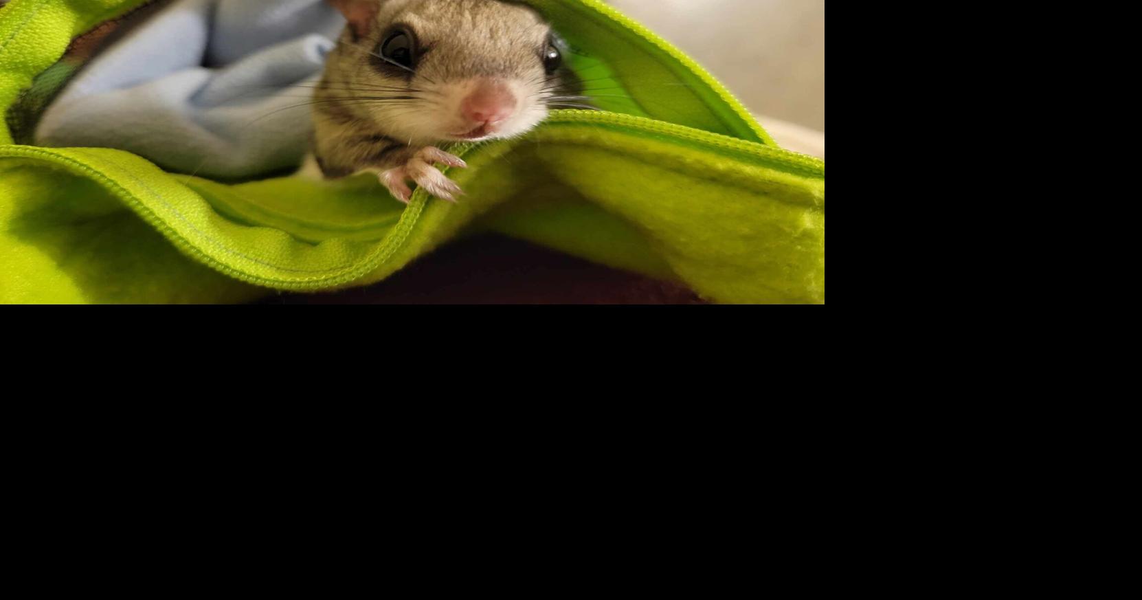 Wildlife In Need Center introduces new animal ambassadors | Oconomowoc ...