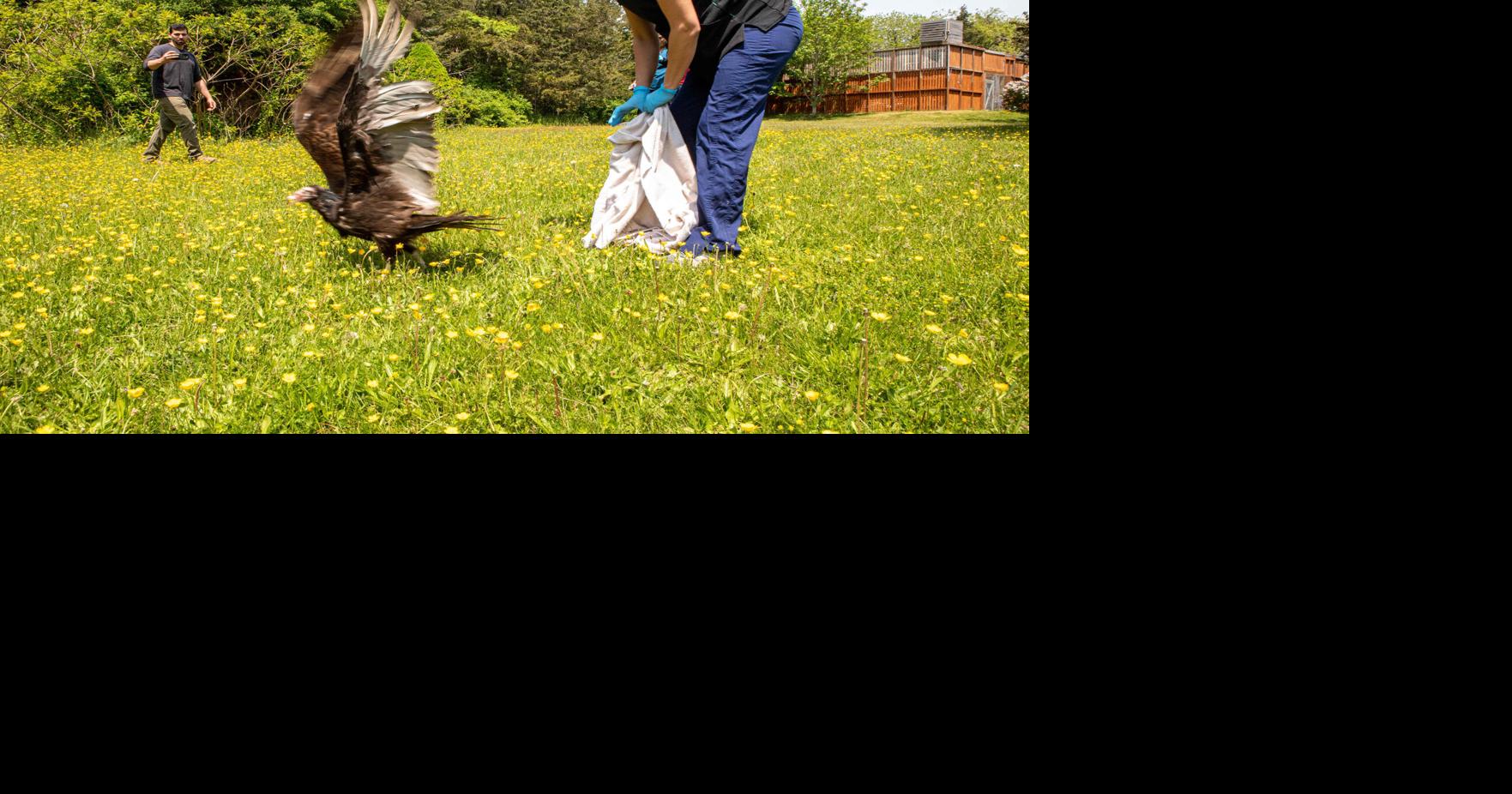 CDC, FDA, USDA answer big questions about the growing bird flu outbreak ...