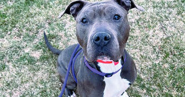 Meet Magic: Adoptable pup at Wisconsin Humane Society | Ozaukee Co ...