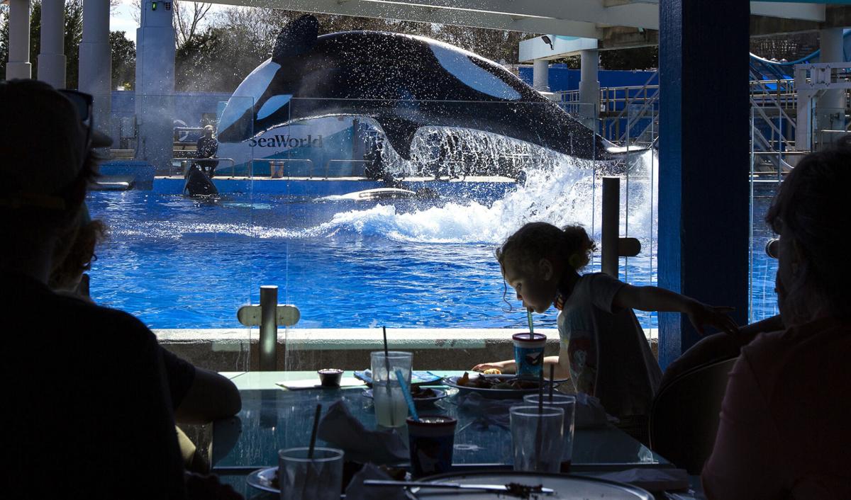 Want lunch with an orca? How about an alligator? SeaWorld sets the ...
