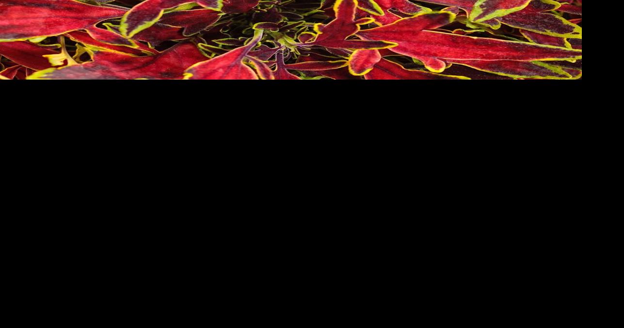 On Gardening: Mini Me Watermelon is a magical new coleus for 2023 ...