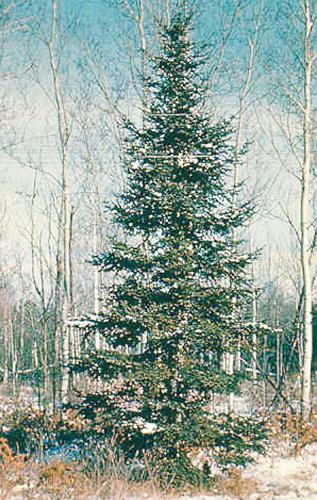 coniferous forest climatogram