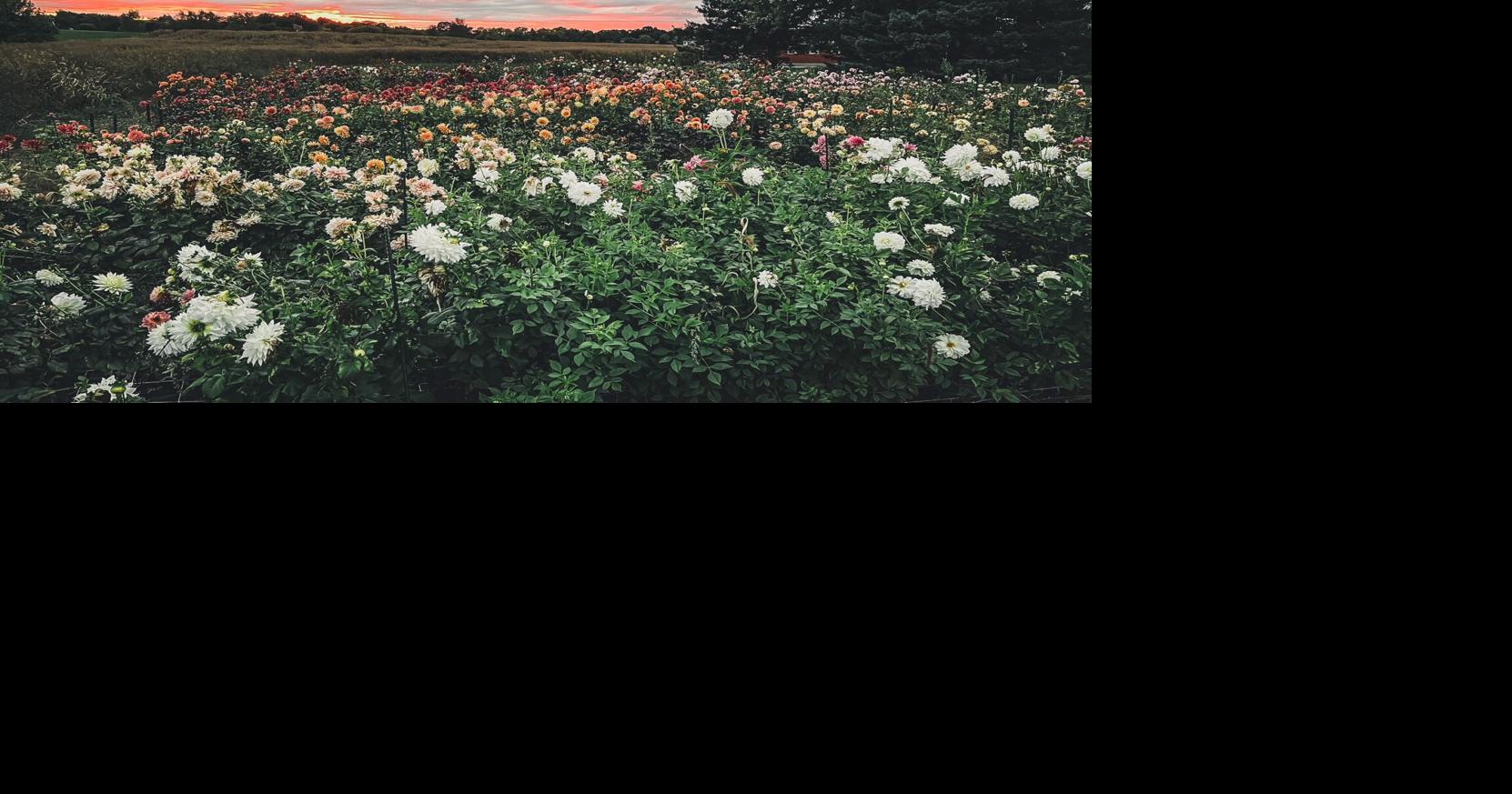 Dahlias thrive at Stone Bank Flower Co. | Oconomowoc Business News ...