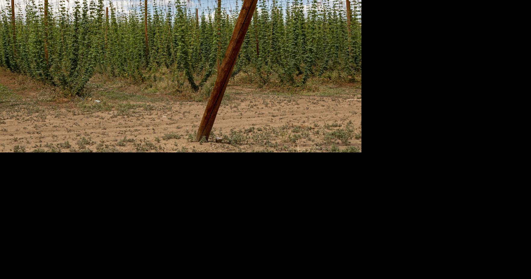 Camp at a Colorado hop farm this summer, and enjoy beers onsite ...