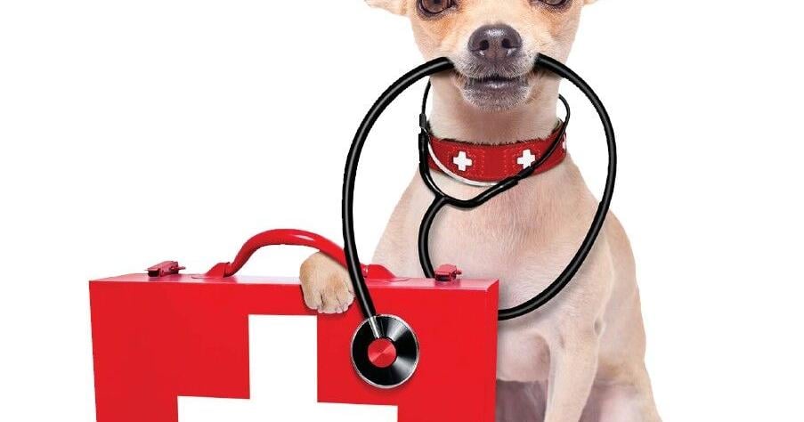 Emergency Pet Kit Essentials for Disaster Readiness | Washington Co ...