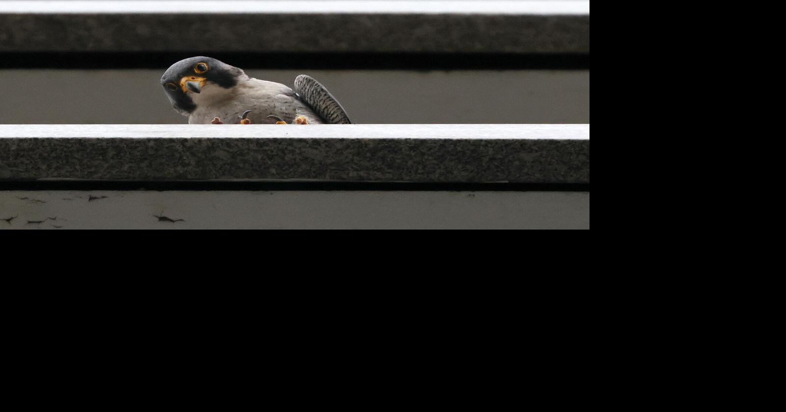 Peregrine falcons swoop down on bystanders in downtown Chicago ...