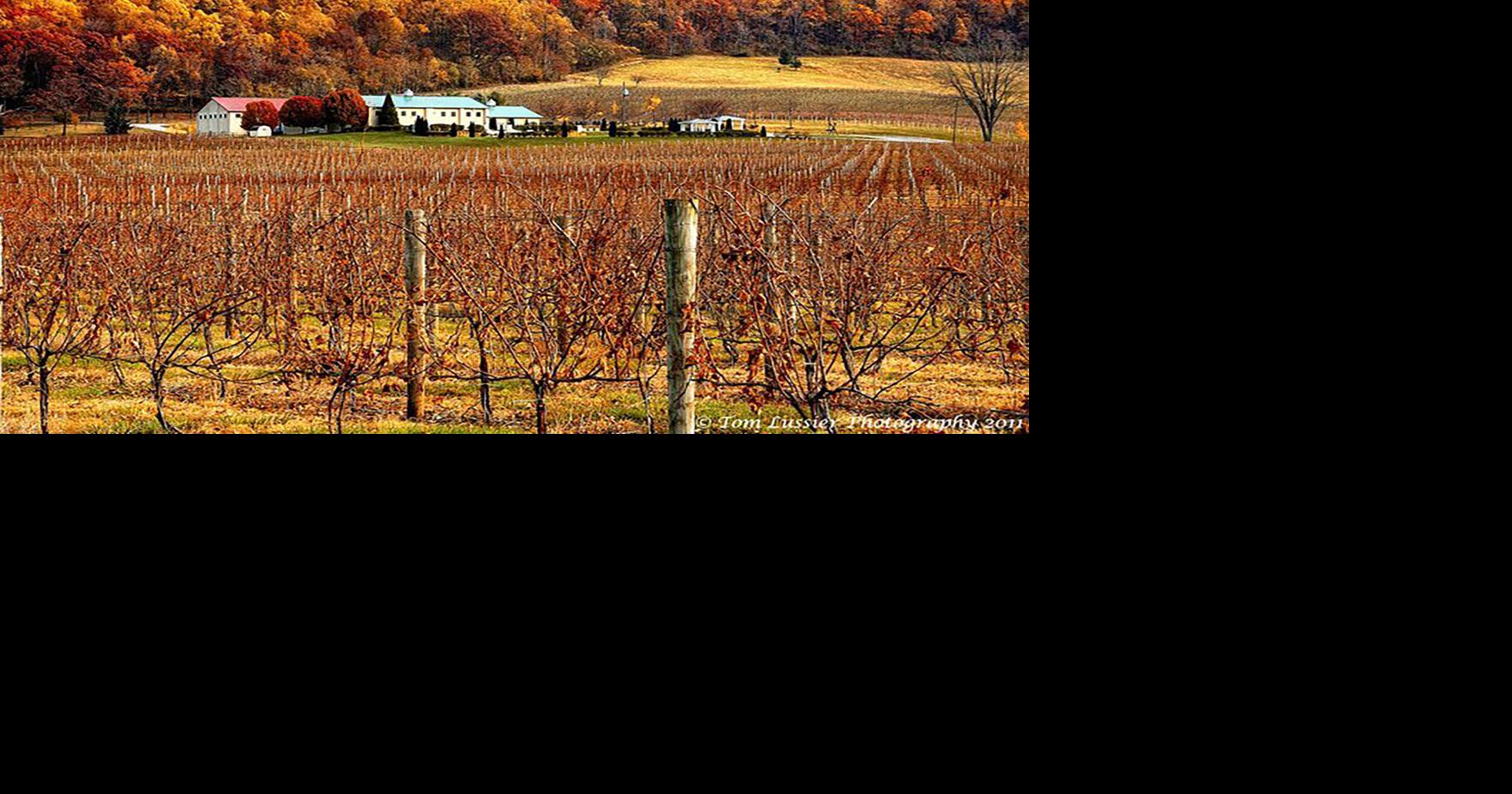 Virginia is for lovers ... of wine and autumn leaves | Travel | gmtoday.com