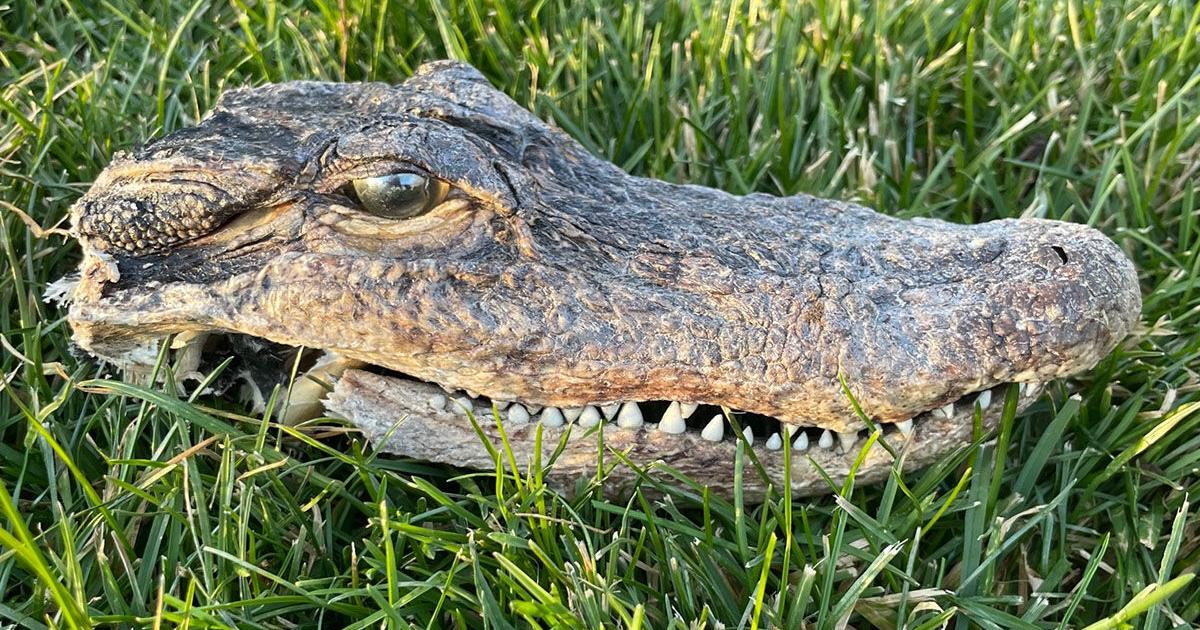 Alligator head washes up on shoreline of Lake Keesus | Waukesha Co ...