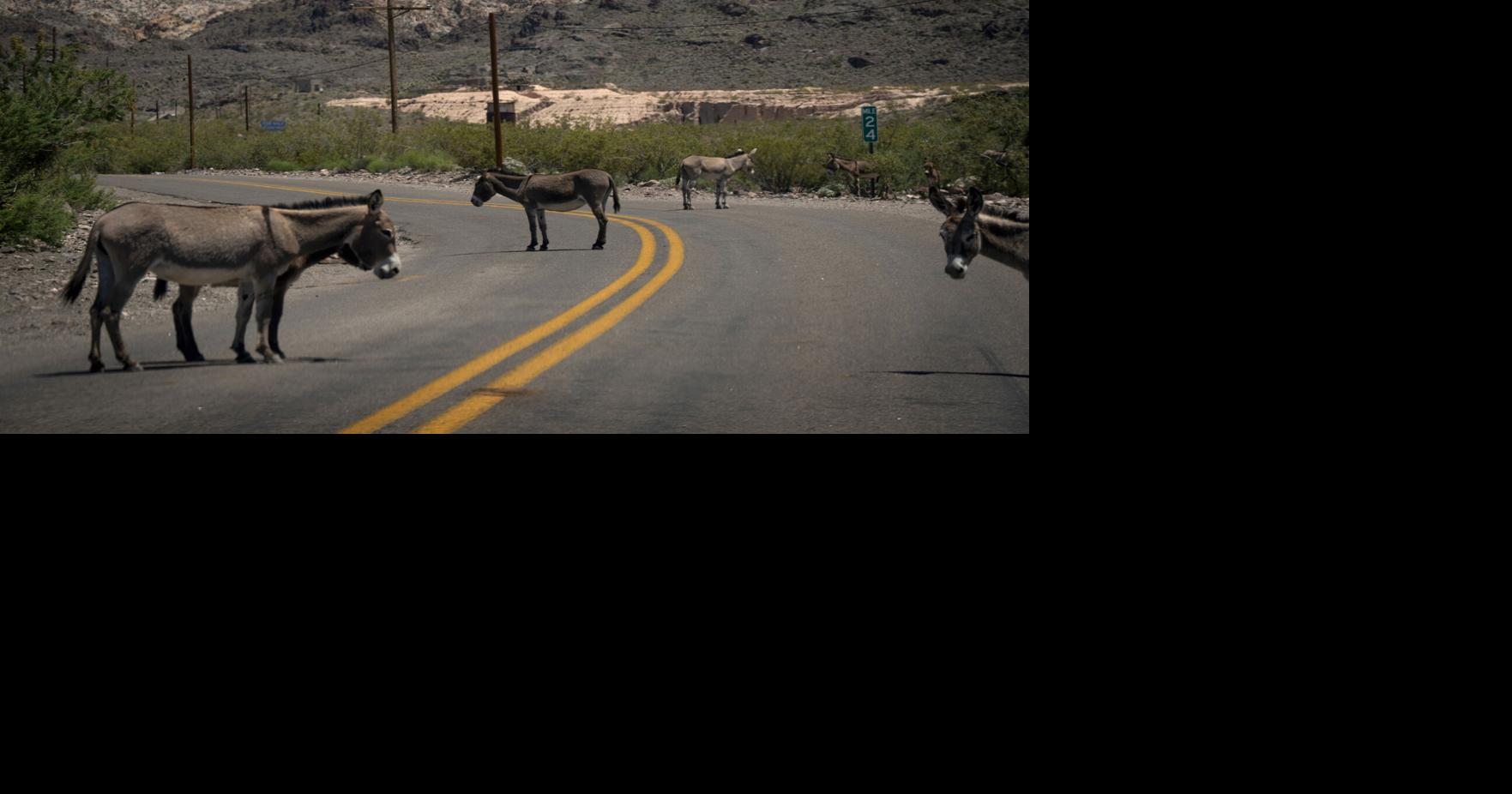 Route 66 curiosities: The Arizona Sidewinder, wild burros and a living ...