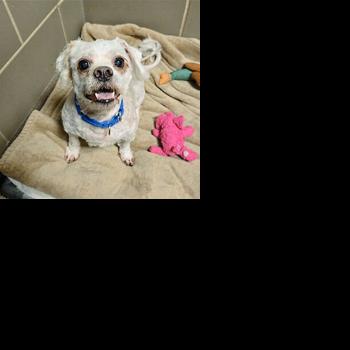 Wisconsin Humane Society: Meet adoptable Odie | Ozaukee Co. News ...