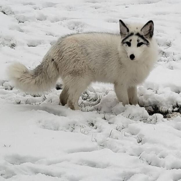 arctic wolf fox