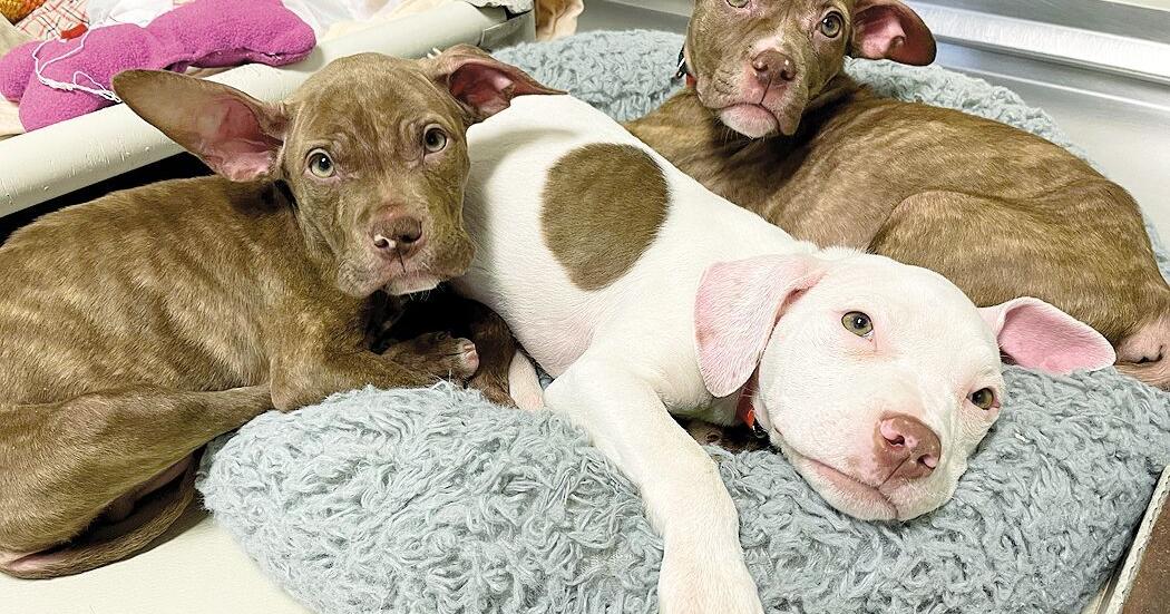 Malnourished puppies found in Mequon now at Humane Society | Ozaukee Co ...