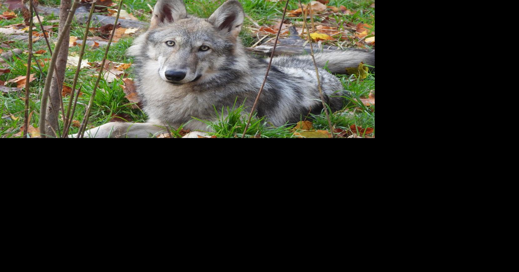 Shalom Wildlife wolves filmed by Discovery Channel | News | gmtoday.com