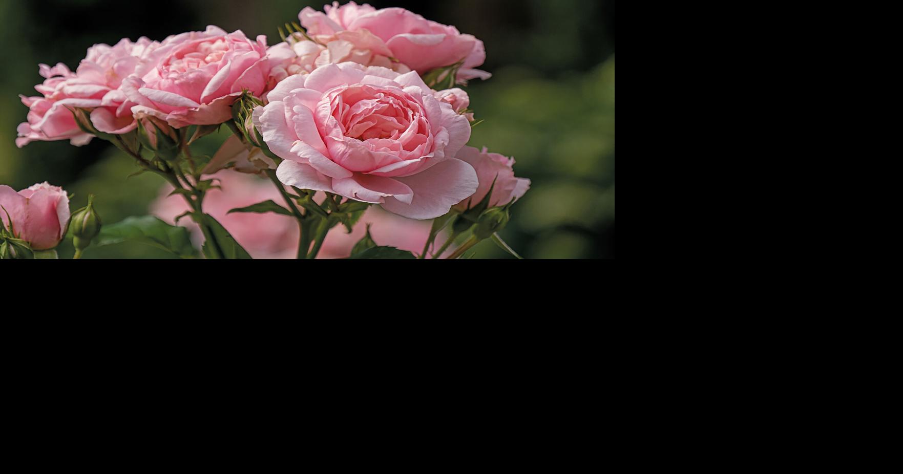 On Gardening: Benchmark year of fragrance with debut of Reminiscent and ...