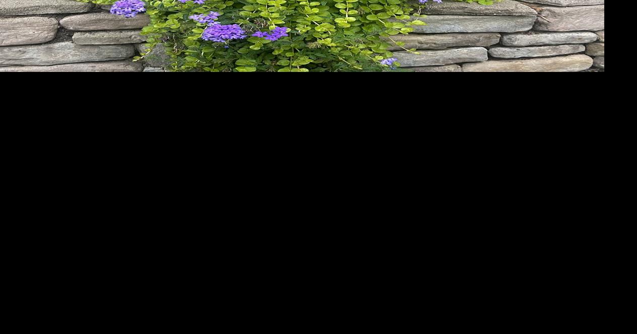 On Gardening: Persimmon petunia is perpetuating a plant panic ...