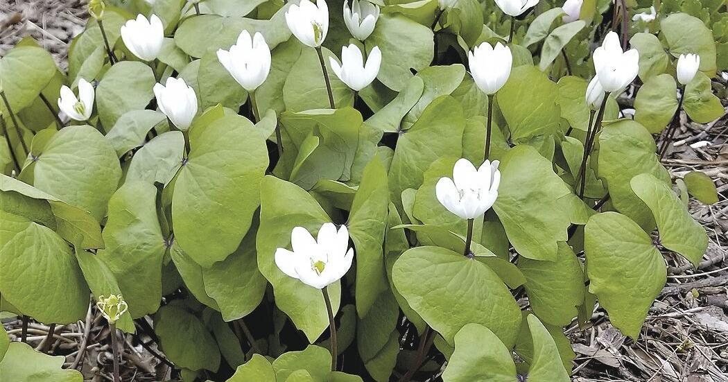 Twinleaf is a unique plant for the shade garden | Ozaukee Co. News ...