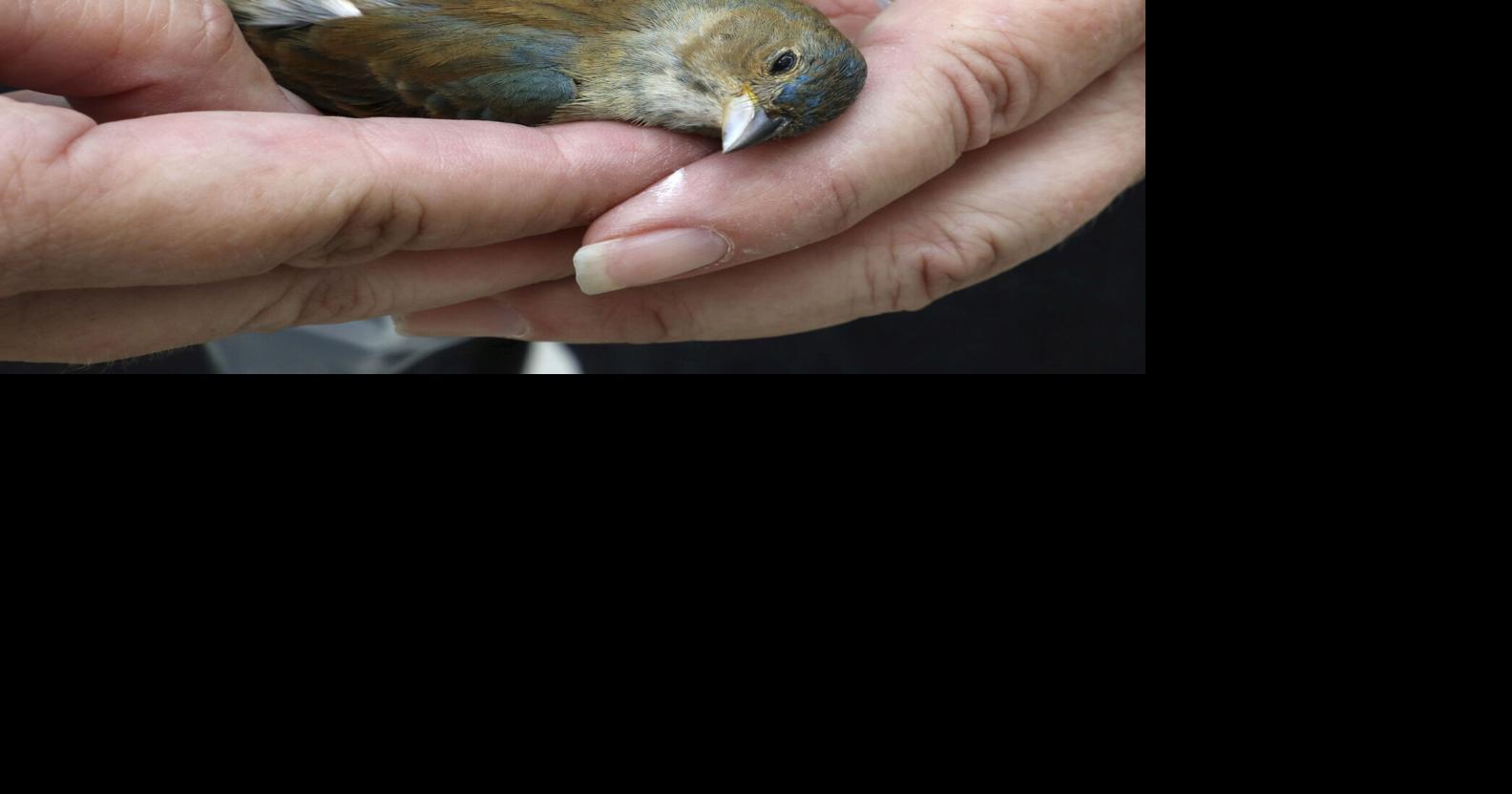 Migrating birds set to risk their lives flying over Chicago, most ...