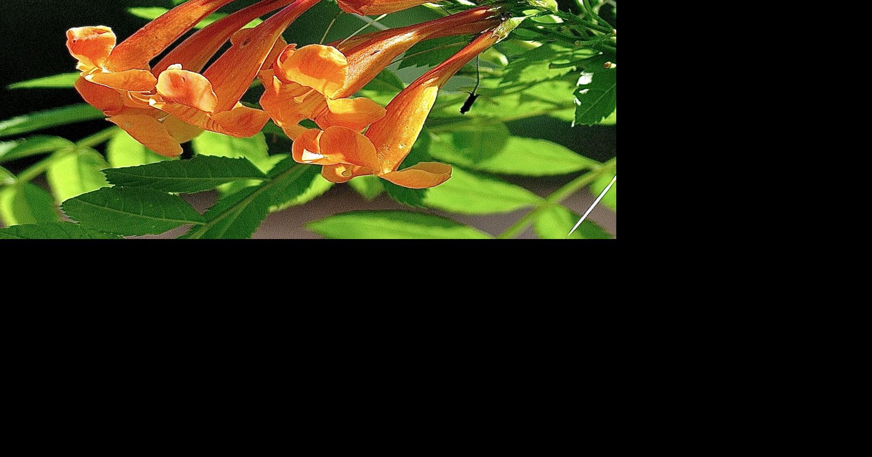 On Gardening: New Chicklet Orange will delight hummingbirds and ...