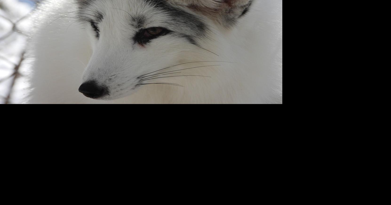 pet white fox