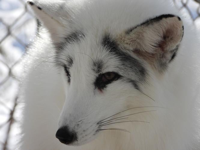 white fox canada