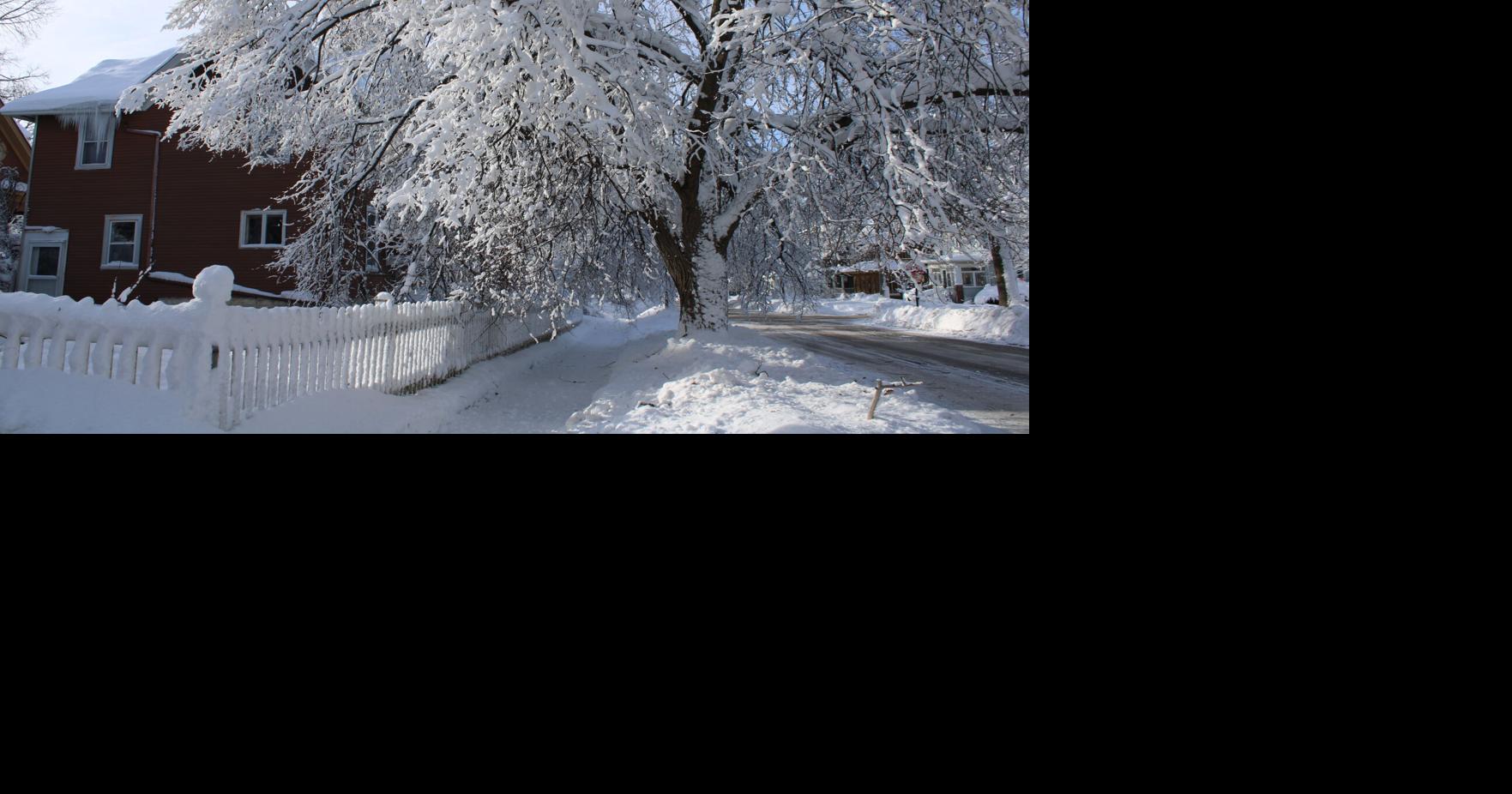 Lasting effects of heavy snow seen in downed trees, crushed brush ...
