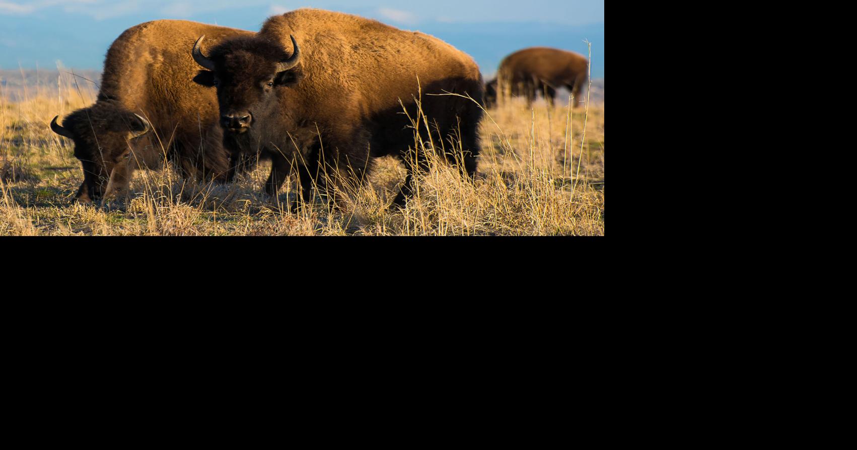 Family travel 5: Go wild about viewing animals in their natural ...