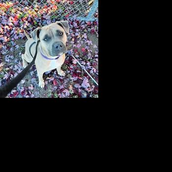 Adoptable pup Uno at Wisconsin Humane Society Ozaukee | Ozaukee Co ...