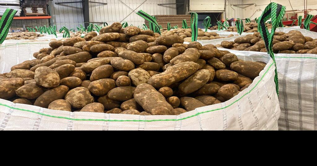 Westward Ho! Maine potatoes travel far after western drought | Business ...
