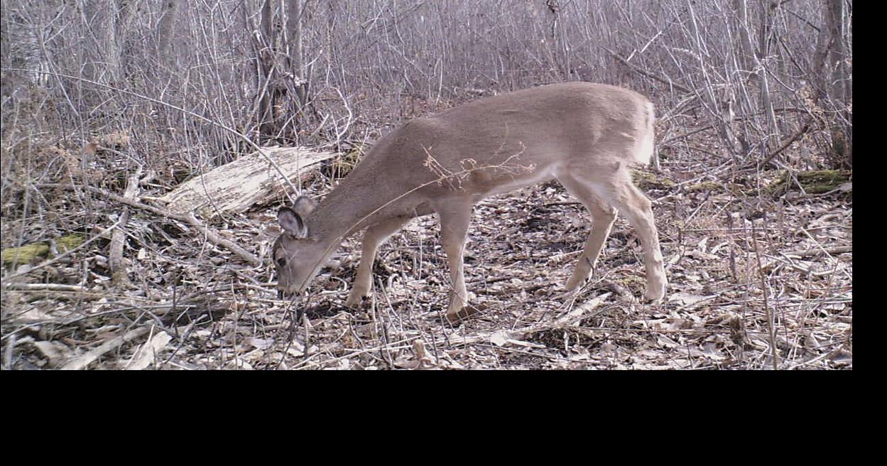 Law enforcement seeks help identifying deer poaching scheme ...