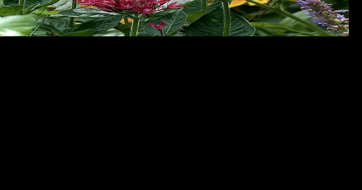On Gardening: Sunstar pentas: Award-winning flowers through fall ...