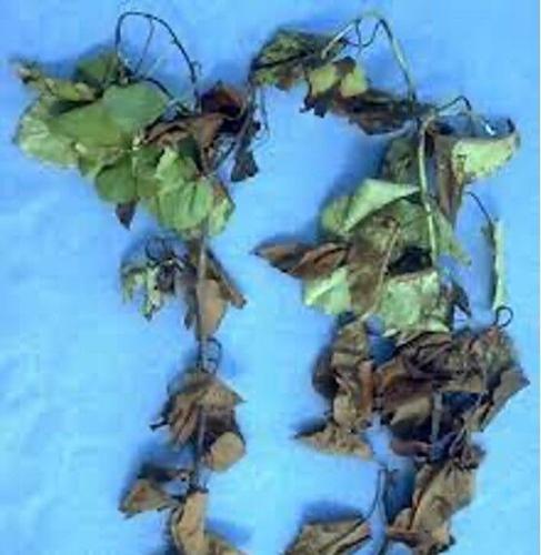 In the Yard: As fire blight hits Dan River Region, key to control is ...