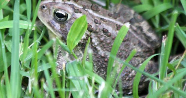 Slimy critters on the Riverwalk Trail