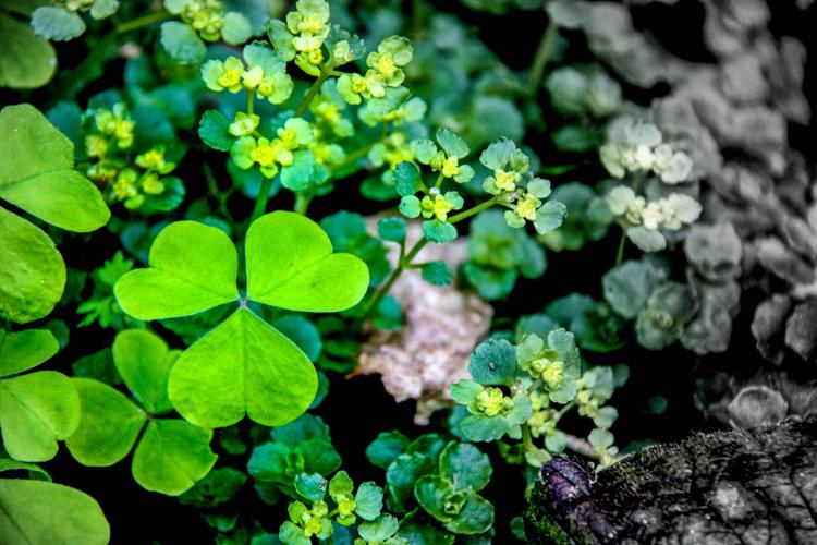 IN THE YARD: The shamrocks we think of today aren't rooted in history