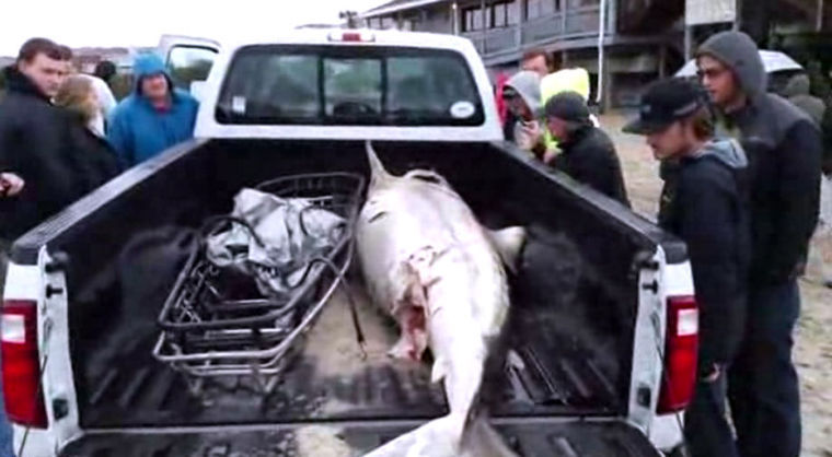 8-foot great white shark washes ashore on North Carolina beach