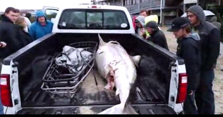 8-foot great white shark washes ashore on North Carolina beach