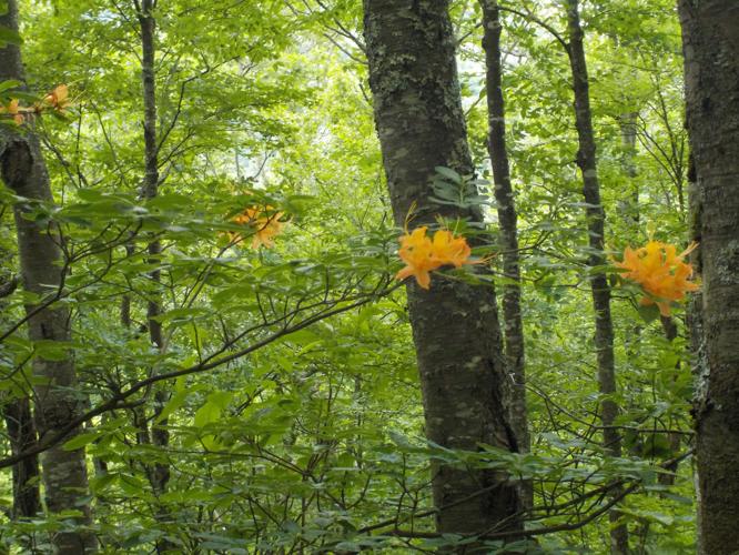 Bright delights: Several species of azaleas are native to Virginia