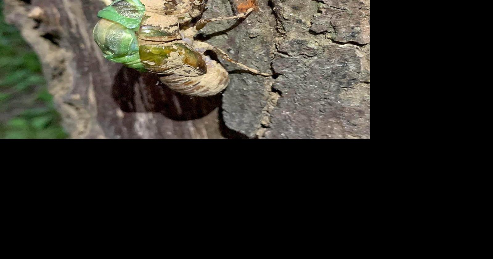 Photos of nature in action: Cicada emerges but falls prey to copperhead ...