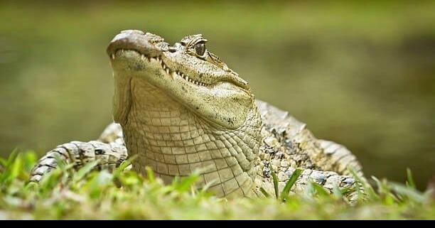 Alligators Freeze Themselves In Ice To Survive US Cold Snaps