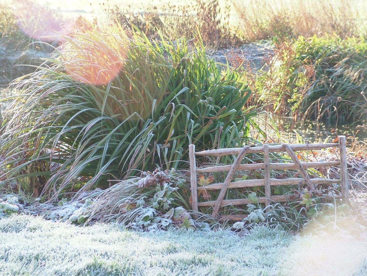 IN THE YARD: The coming of the frost | Home & Garden | godanriver.com