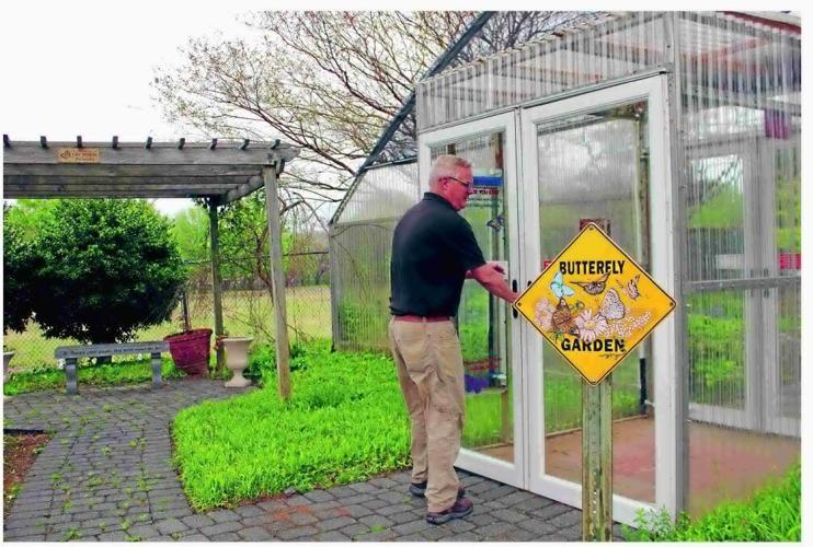 FLUTTERING SCIENCE: BUTTERFLIES COMING