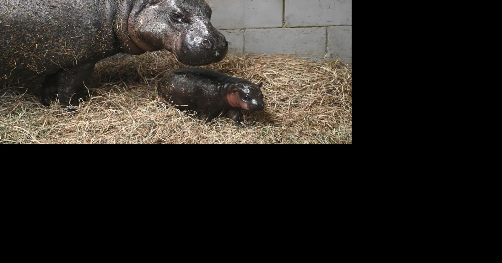 Hippopotamus for Christmas a Virginia zoo