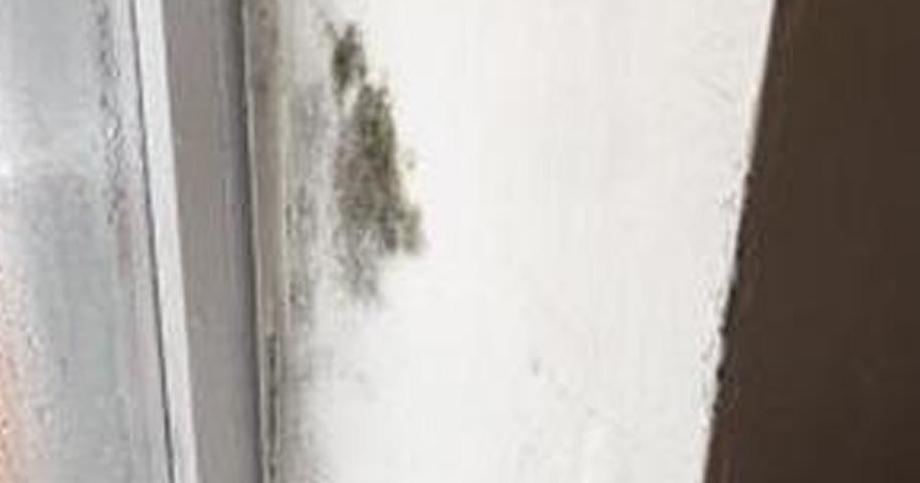 Anonymous Instagram posting spurs mold probe at Averett